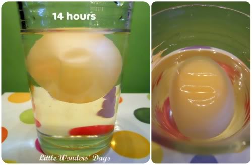 Hypertonic, Hypotonic & Isotonic Solution - MCQExams.com