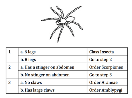 Dichotomous Keys & Taxonomy - MCQExams.com