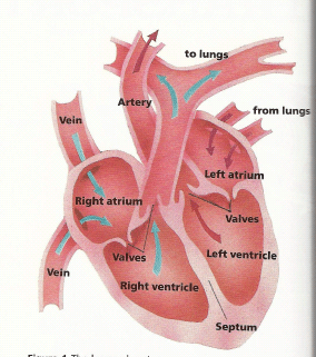 Heart Functions And Parts Solution - MCQExams.com